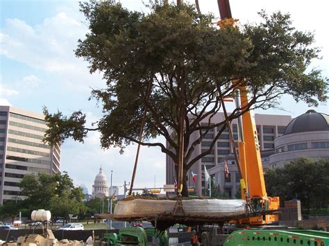 Large Tree Transplanting Environmental Design Inc Transplanting
