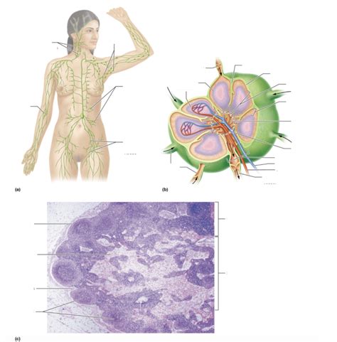 Lymph Nodes Diagram Quizlet