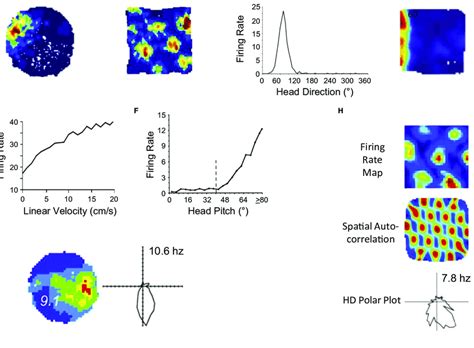 Spatial Cell Types In Rodents A Place Cell B Grid Cell C Head
