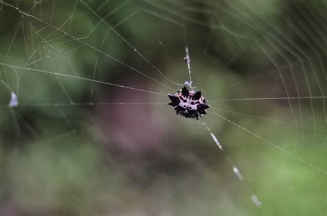 10 Darmowych Obrazów Z Kategorii Spiny I Natura Pixabay