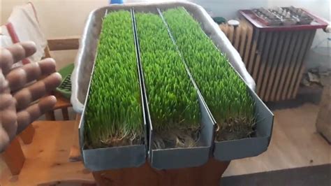 Krmná SobĚstaČnost Po Celý Rok Čerstvé Zelené Krmivo Youtube