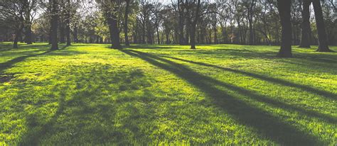 Lawn Disease Treatment And Prevention Grass Nerds