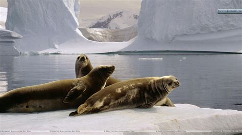 South Pole Wallpapers Top Free South Pole Backgrounds Wallpaperaccess