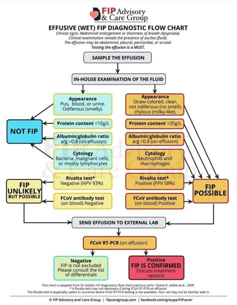 Diagnosing And Testing For Fip Fip Cats Uk