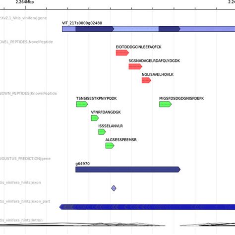 Frame Shift Annotation A Frame Shift Event For Gene Vit200s1339g00010