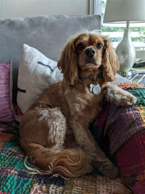 Norcal Cocker Rescue Cameron Park Ca 95682