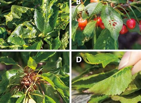 Identificación De Las Enfermedades Más Comunes En Cerezos Con Fotos