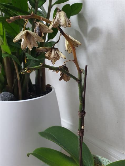 난 키우는 방법 지식in