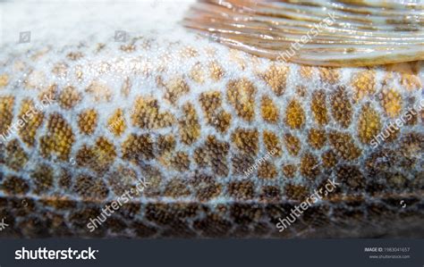 2 624 Cod Scales Royalty Free Photos And Stock Images Shutterstock