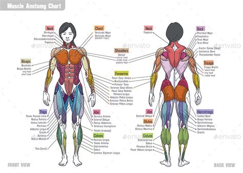 Female Muscles Anatomy