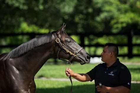Gainesway Farm 2016