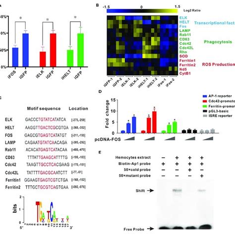 Transcription Factor Fos Regulates Transcriptional Activation Of Download Scientific Diagram