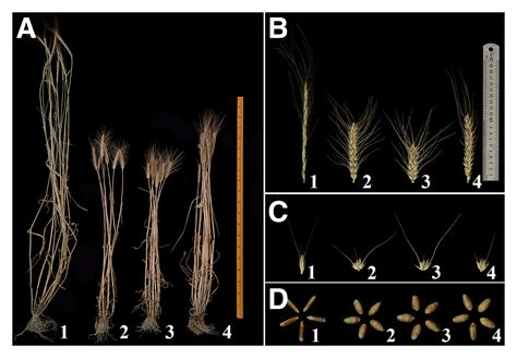 Development And Identification Of A Novel Wheatthinopyrum Scirpeum 4e 4d Chromosomal
