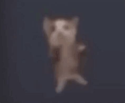 Cats Doing Gangnam Style
