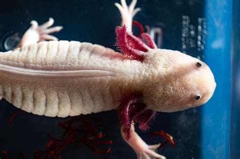 Scientists Discover The Key To Axolotls Ability To Regenerate Limbs
