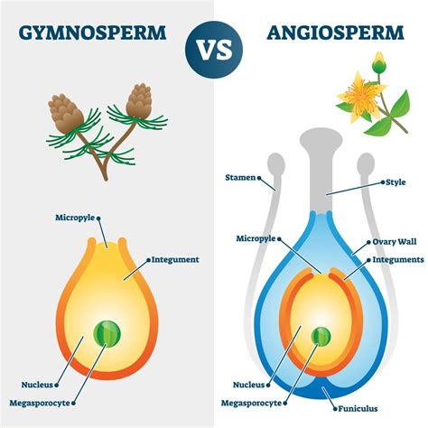 Mengenal Angiospermae Dan Gymnospermae Apa Bedanya