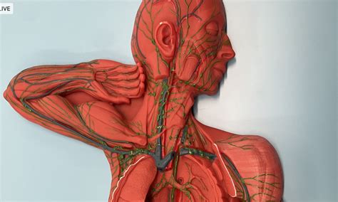 Lymphatic Model Labeled Upper Part Diagram Quizlet