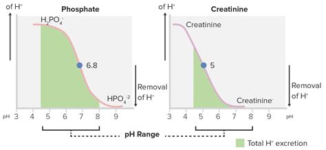 Phosphate Buffer Titration Curve At Declan Bundey Blog