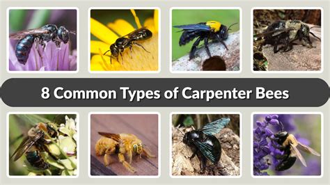 8 Common Types Of Carpenter Bees Identification With Pictures And Name