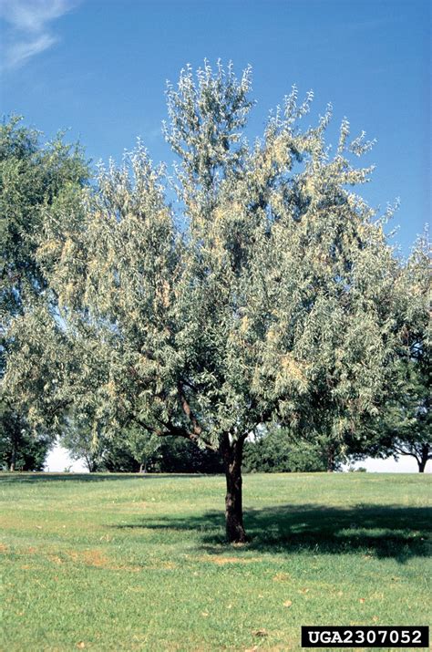 Flowering Shrub Known As Russian Olive Garden Plant