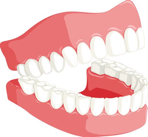 Dynamic Dental Model For Oral Health Education Png Free Download