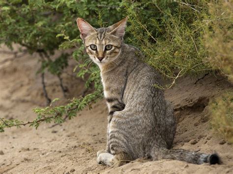 The Evolution Of House Cats How They Became Domesticated