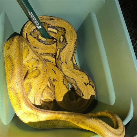 Escaped Python Captured By Waterford Police Returned To Owner