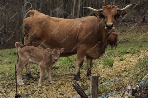 Brown Swiss Cow With Horns