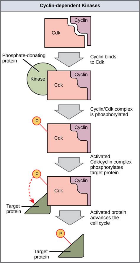 Cell Cycle Checkpoints Biology For Majors I