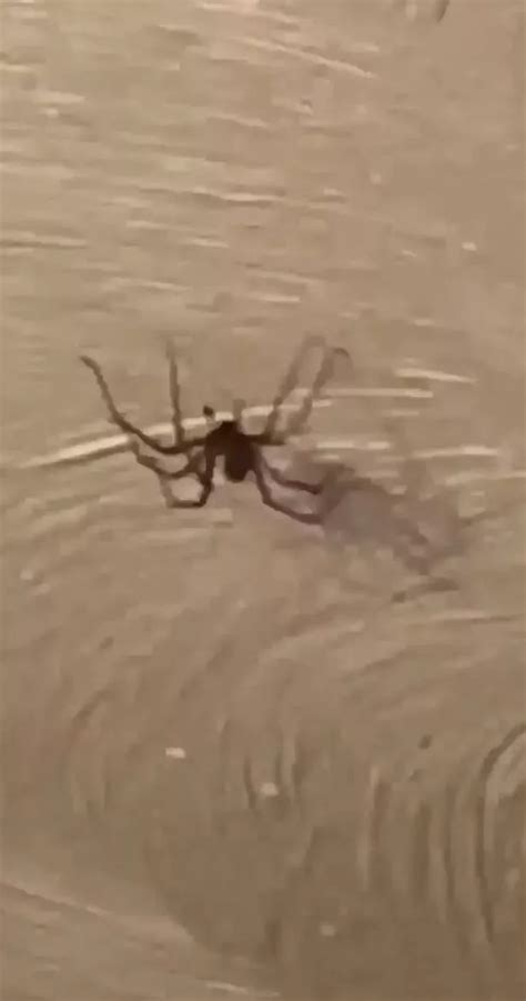 Terrified Man Refuses To Eat Downstairs Before Uks Biggest Spider Is