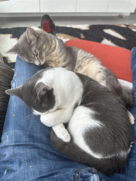 Love These Two R Catpics