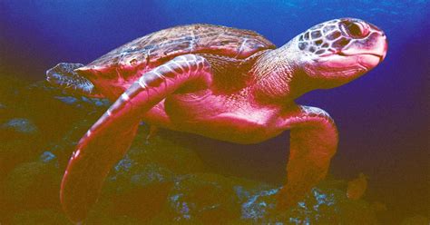 Nine People Die After Eating Sea Turtle Meat