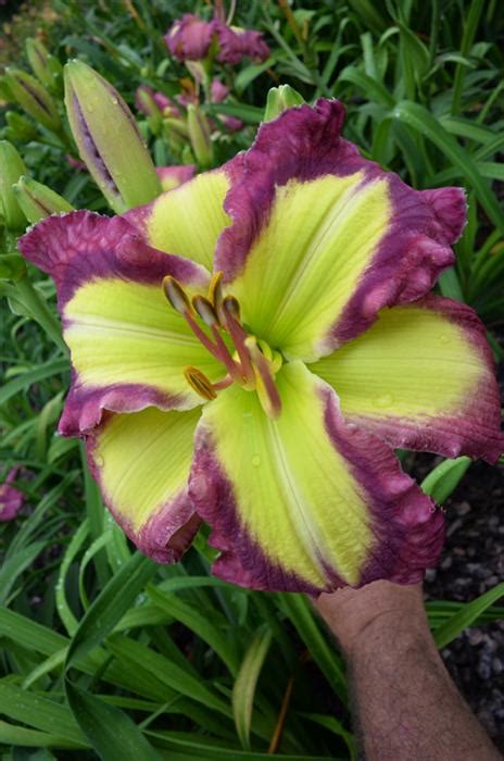Cool Composure Indian Camp Daylilies