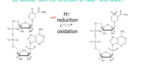 Biochem Exam 4 Flashcards Quizlet