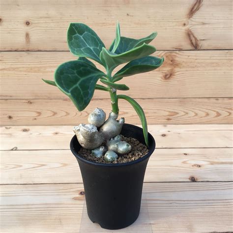 Yahoo オークション σ セネシオ バリー 3号 珍種 Senecio Ballyi