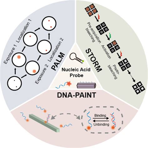 Types Of Nucleic Acid Probes At Jenny Collier Blog