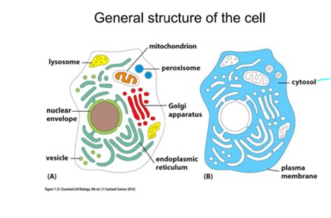 Cells Flashcards Quizlet