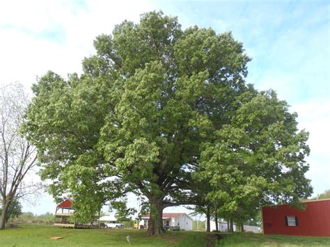 Quercus Falcata Oaks Southern Red Oak Swamp Red Oak Swamp Spanish Oak Water Oak North
