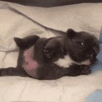 Pibble Meme S Find And Share On Giphy