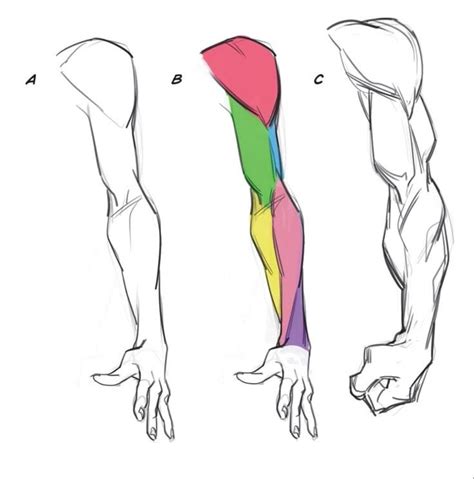 38 Anatomy Art Ideas In 2025 Anatomy Art Art Reference Poses Art