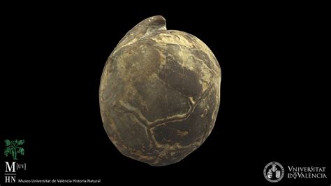 Brachiopod Stringocephalus Download Free 3d Model By Museo Uv