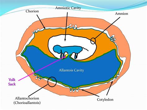 Ppt Pregnancy And Lactation Powerpoint Presentation Free Download Id