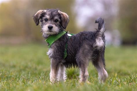 Schnauzer Mixes 31 Beautiful Bearded Hybrids With Pictures