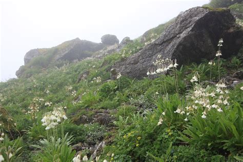 Garden In The Himalayas Native Plants Of Nepal Plant Hunting Expeditions Story Of A Garden
