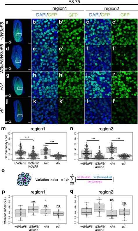 Wnt Signaling In The Epiblast Cell Population Of Wnt3a Fzd5 Homozygous