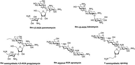 Aminoglycosides Time For Resurrection Of A Neglected Class Of