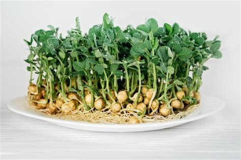 Premium Photo Microgreen Foliage Background Pea Leaf Sprout Vegetables Germinated From High