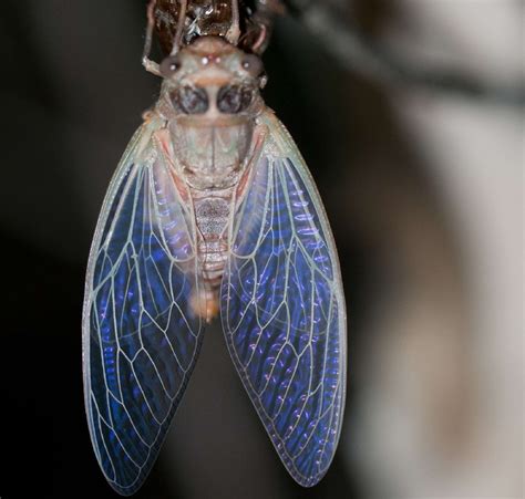 Razor Grinder How To Identify It Picture Insect