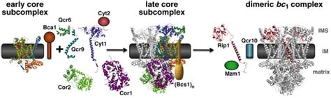 Biogenesis Of The Cytochrome Bc1 Complex And Role Of Assembly Factors Abstract Europe Pmc