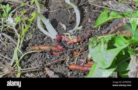 Damp Grass Stock Videos And Footage Hd And 4k Video Clips Alamy
